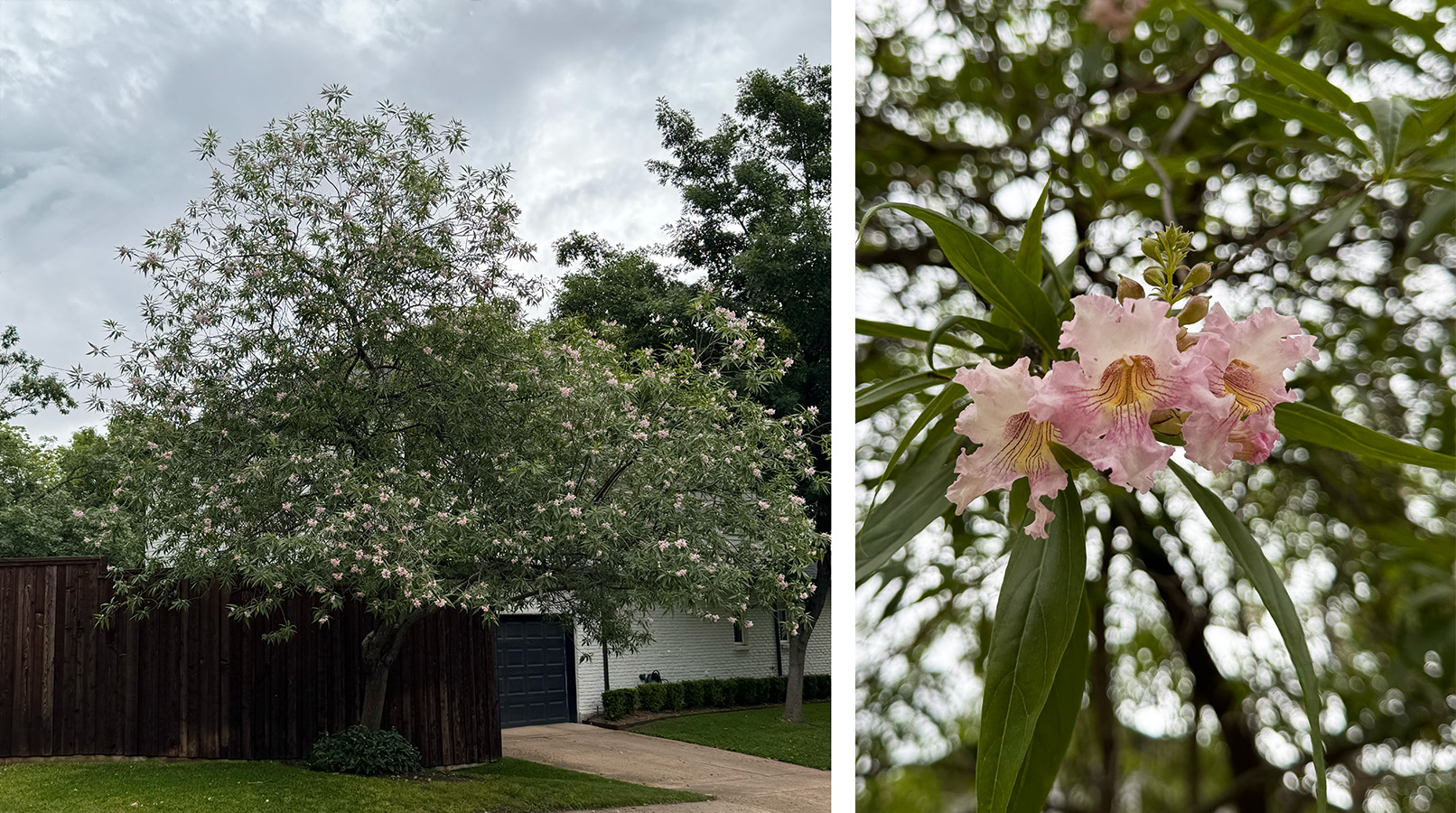 Ornamental Trees In Texas - Top Trees for Landscaping in Texas