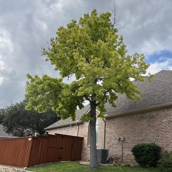 Trees In Drought: Essential Tips | Texas Tree Surgeons