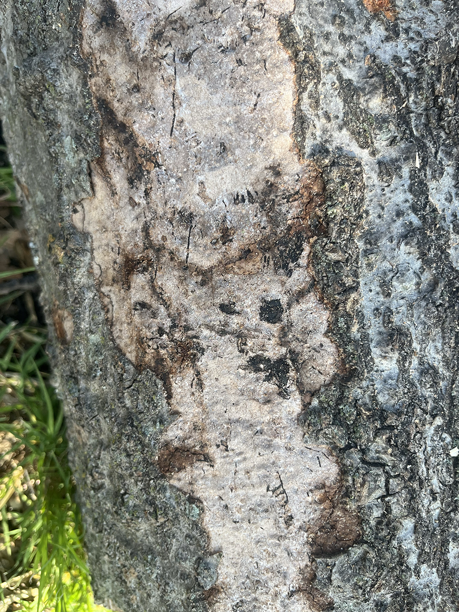 Hypoxylon Canker - Tree Care Trimming Removal Service Dallas Texas Tree ...