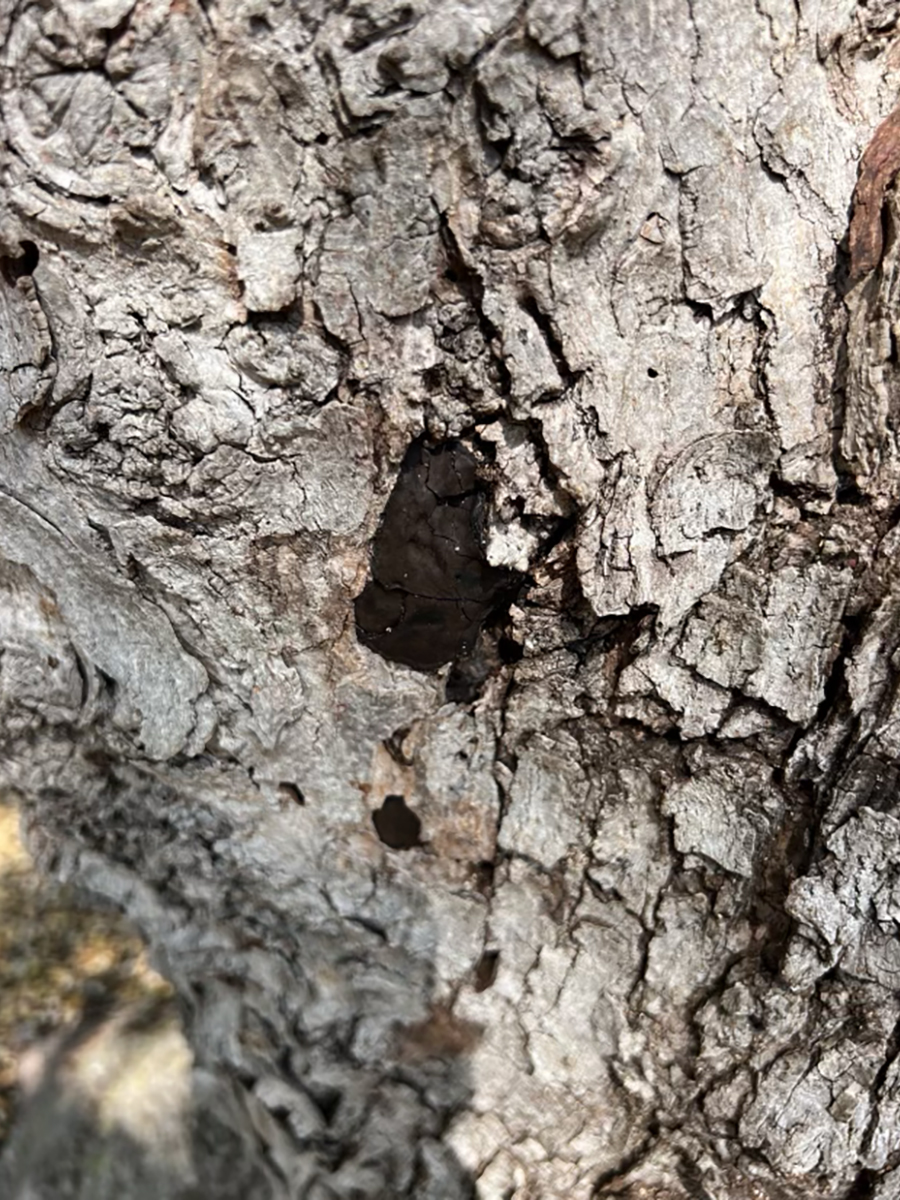 Hypoxylon Canker - Tree Care Trimming Removal Service Dallas Texas Tree ...