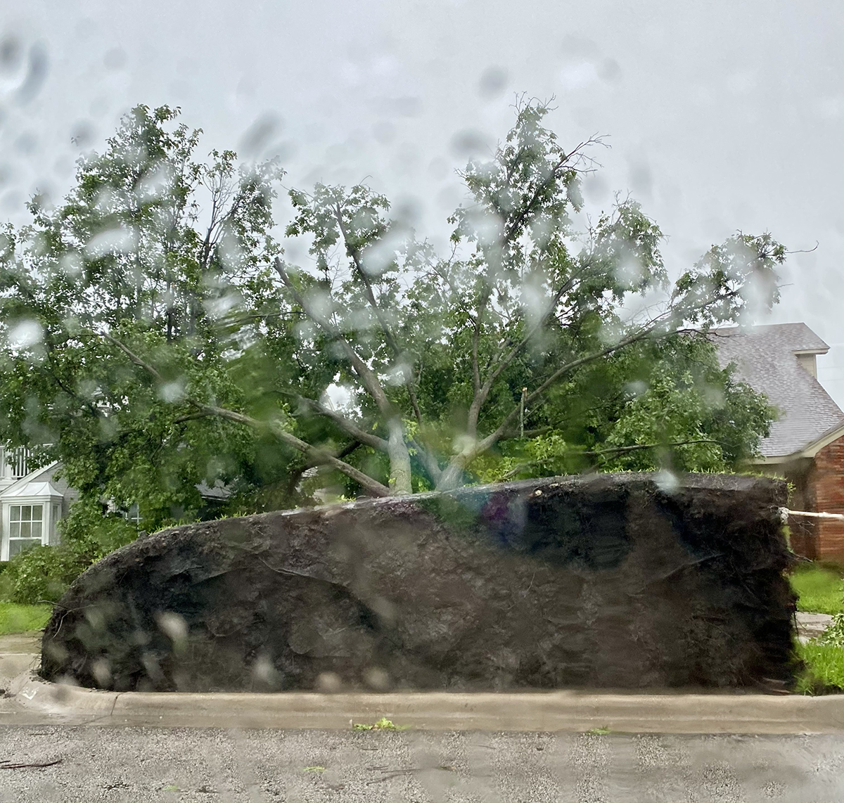 Emergency Tree Work - Tree Care Trimming Removal Service Dallas Texas ...