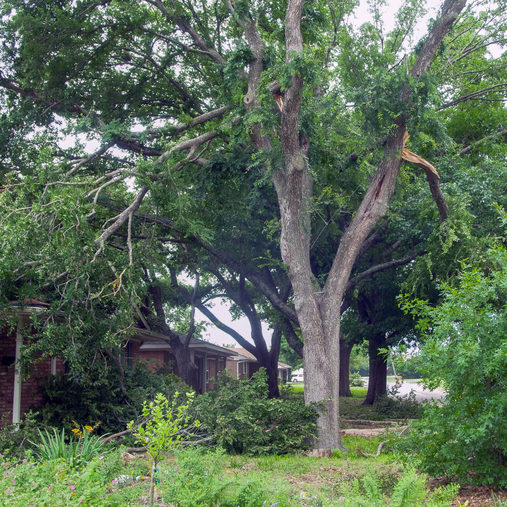 Cabling and Bracing to Prevent Storm Damage - Tree Care Trimming ...