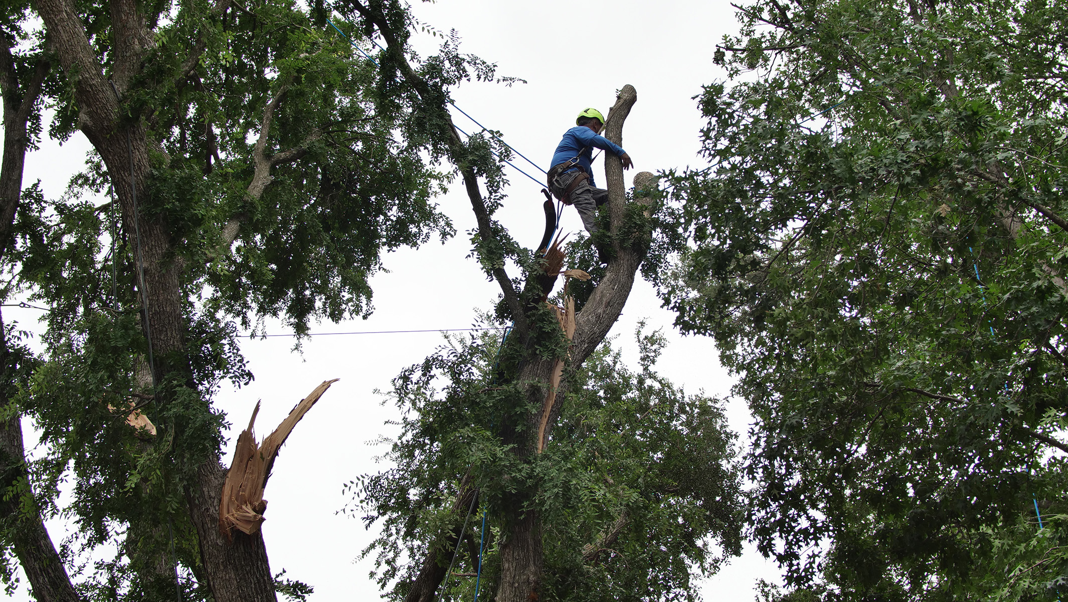 Cabling And Bracing Tree Care Trimming Removal Service Dallas Texas