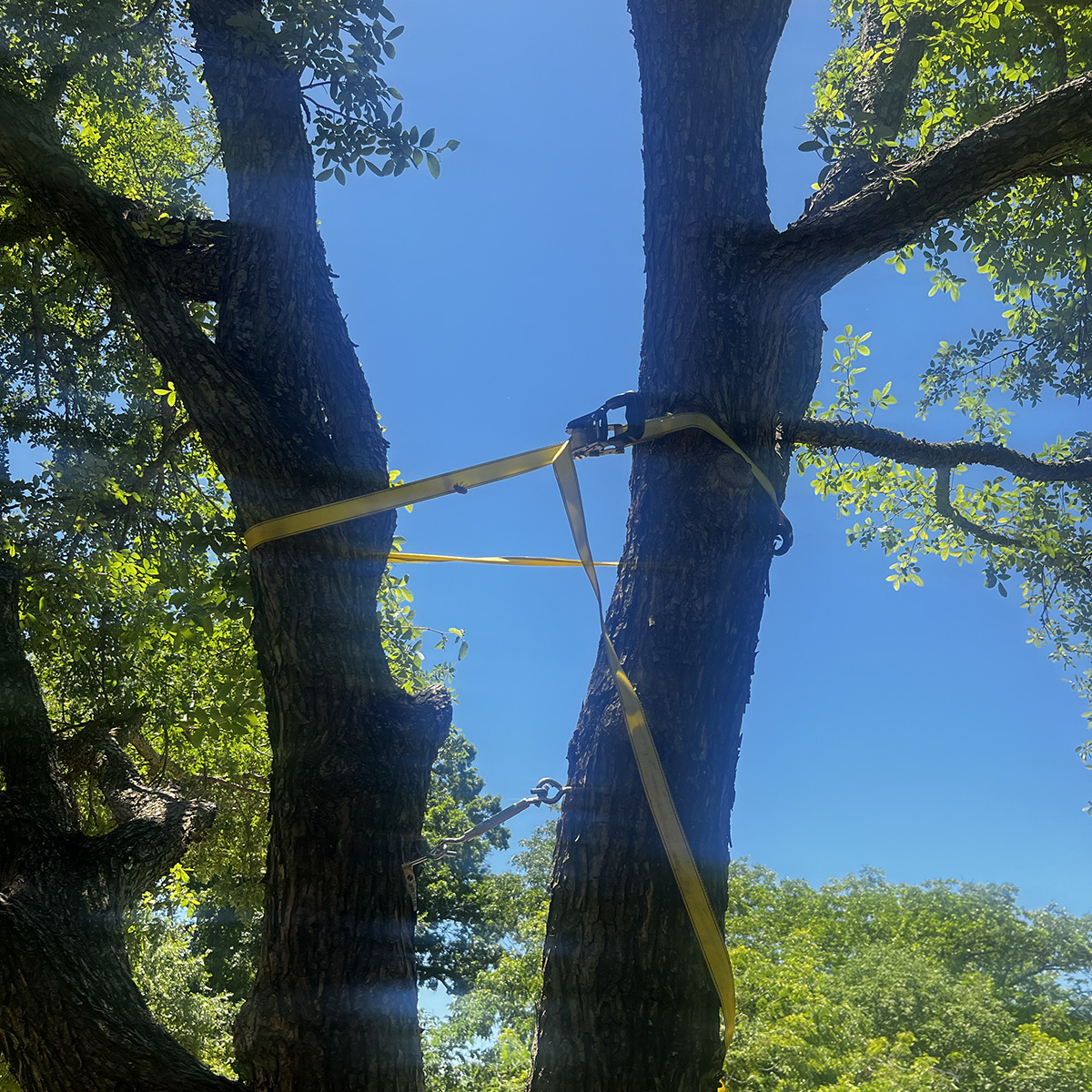 Cabling and Bracing to Prevent Storm Damage - Tree Care Trimming ...