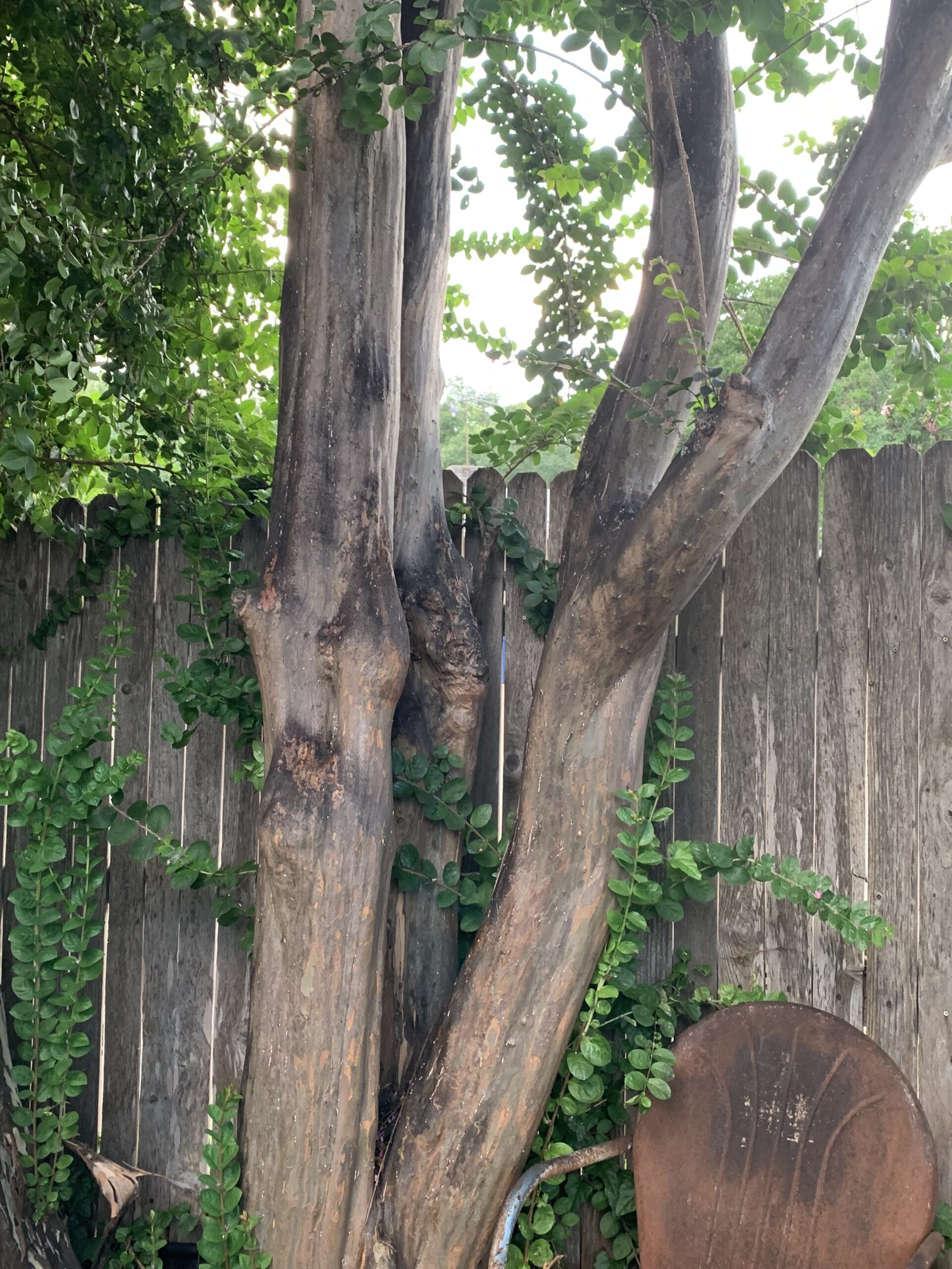 Crape Myrtle Insects & Diseases - Tree Care Trimming Removal Service Dallas Texas Tree Surgeons