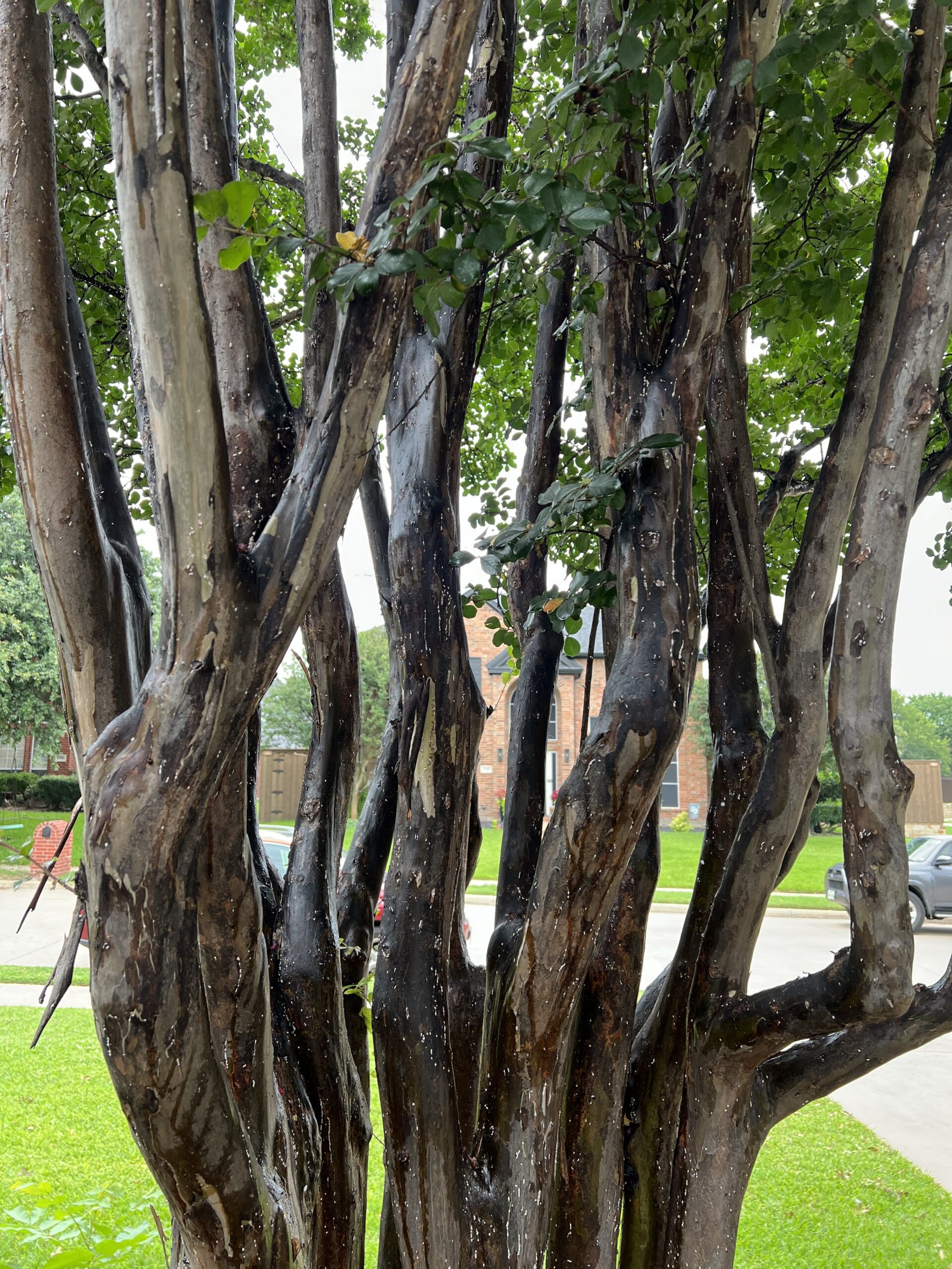 Crape Myrtle Insects & Diseases - Tree Care Trimming Removal Service Dallas Texas Tree Surgeons