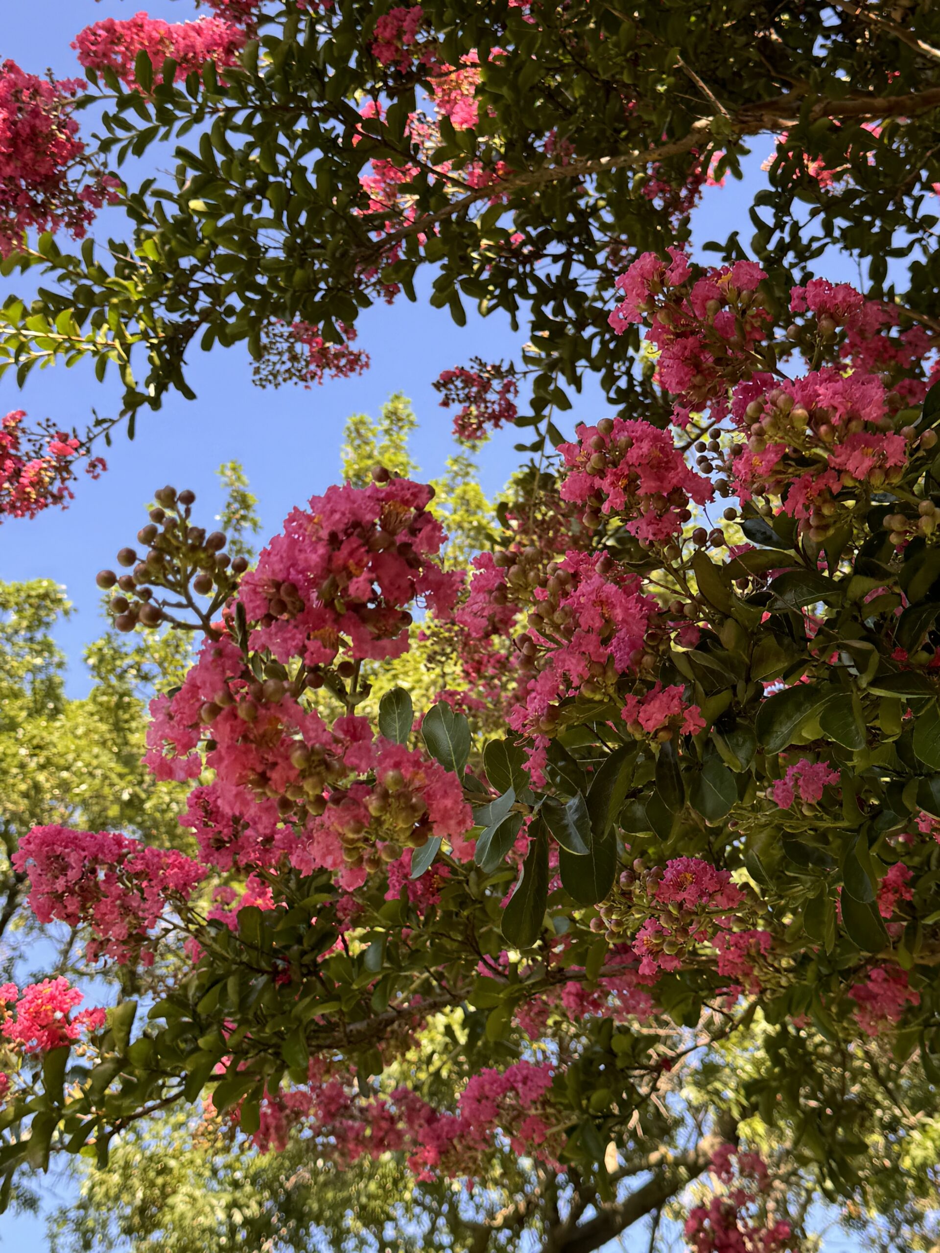 Crape Myrtle Insects & Diseases - Tree Care Trimming Removal Service ...