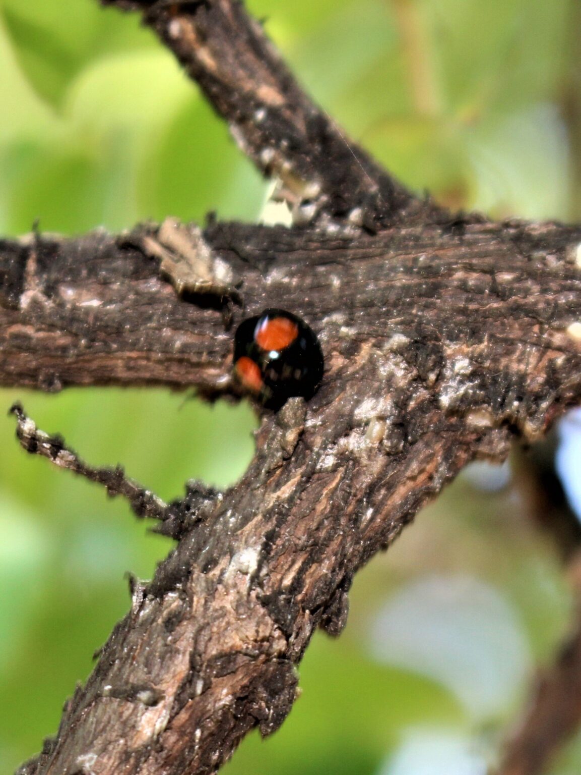 Crape Myrtle Insects & Diseases - Tree Care Trimming Removal Service ...