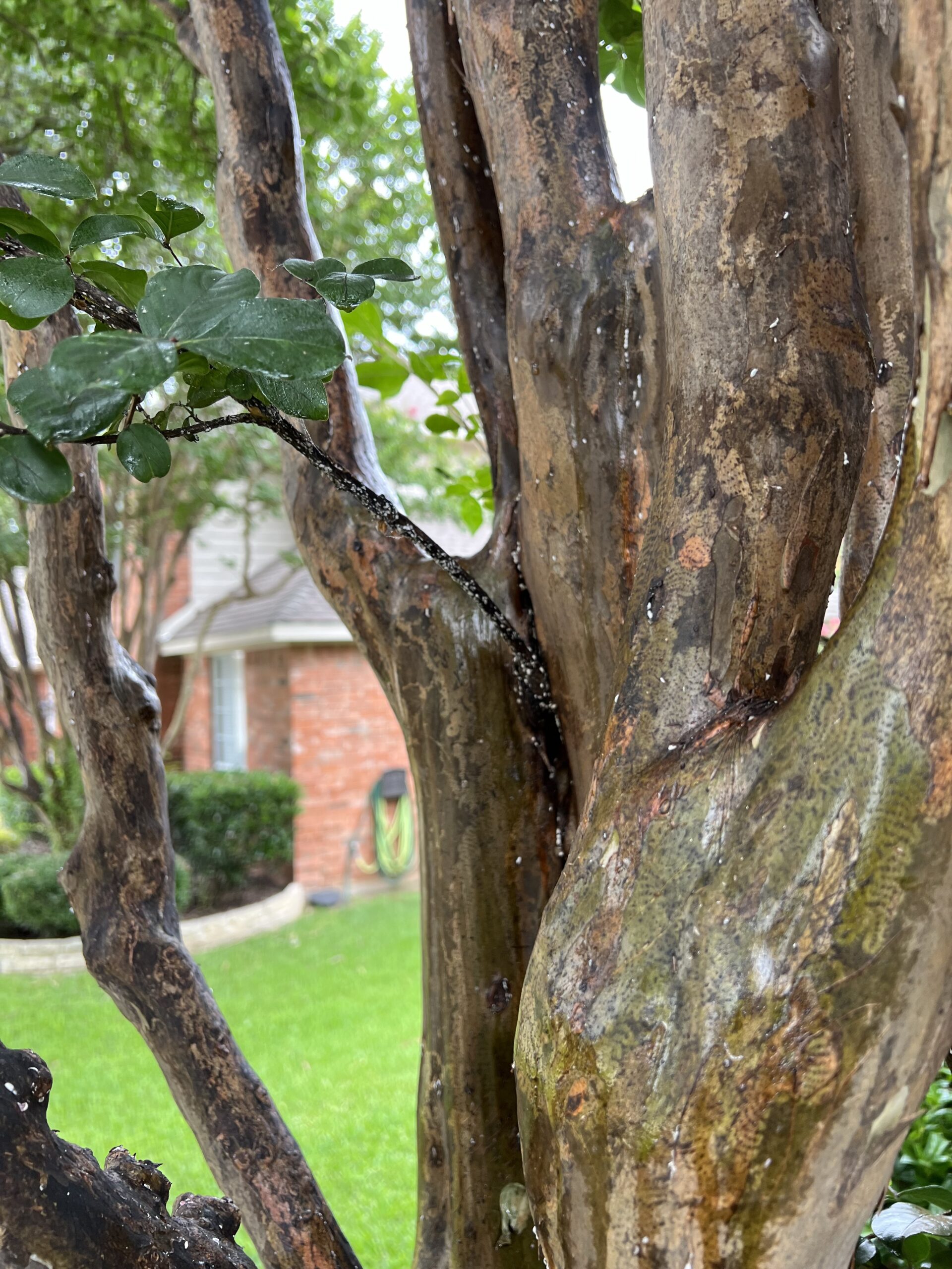 Crape Myrtle Insects & Diseases - Tree Care Trimming Removal Service Dallas Texas Tree Surgeons
