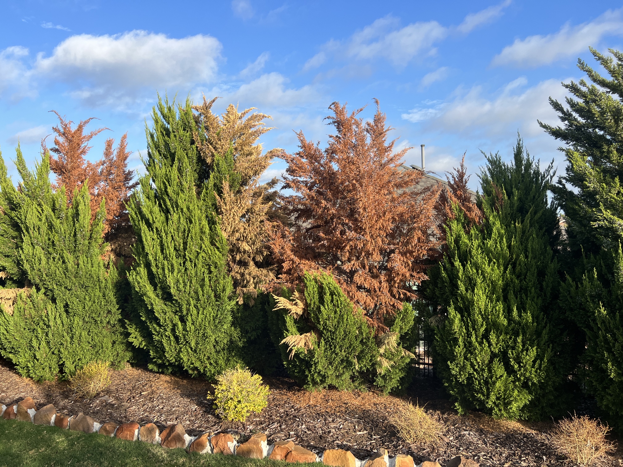 Phytophthora | Root Rot - Tree Care Trimming Removal Service Dallas ...