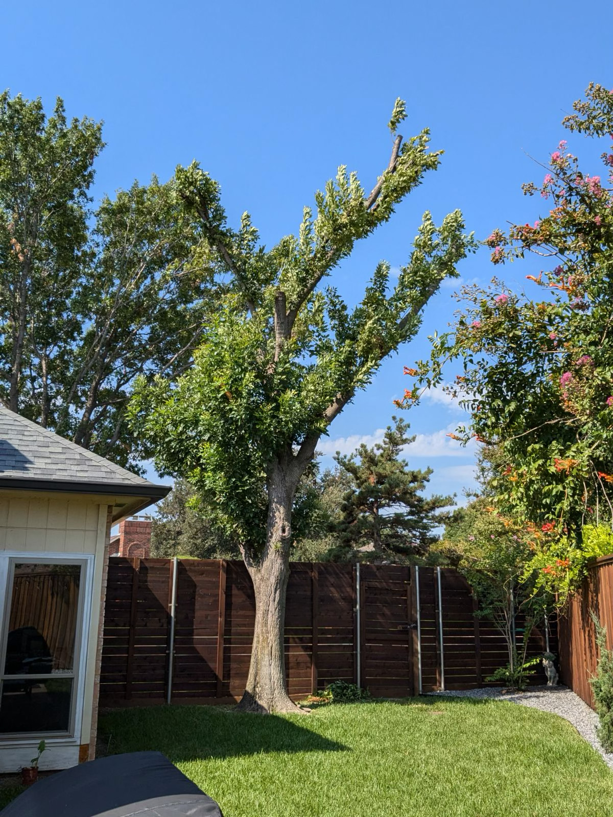 Restoration Pruning - Tree Care Trimming Removal Service Dallas Texas ...