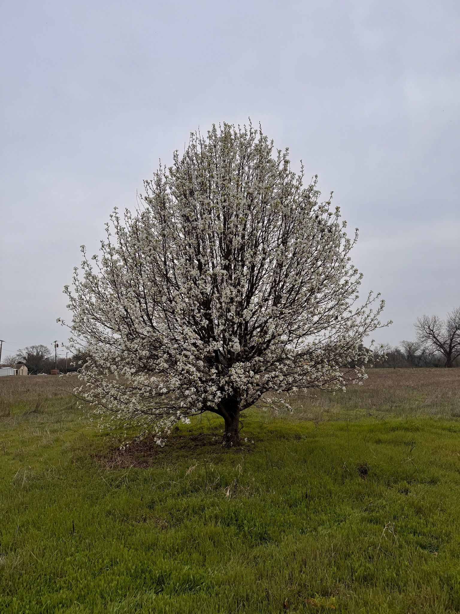 Top 10 Worst Trees for North Texas - Tree Care Trimming Removal Service ...