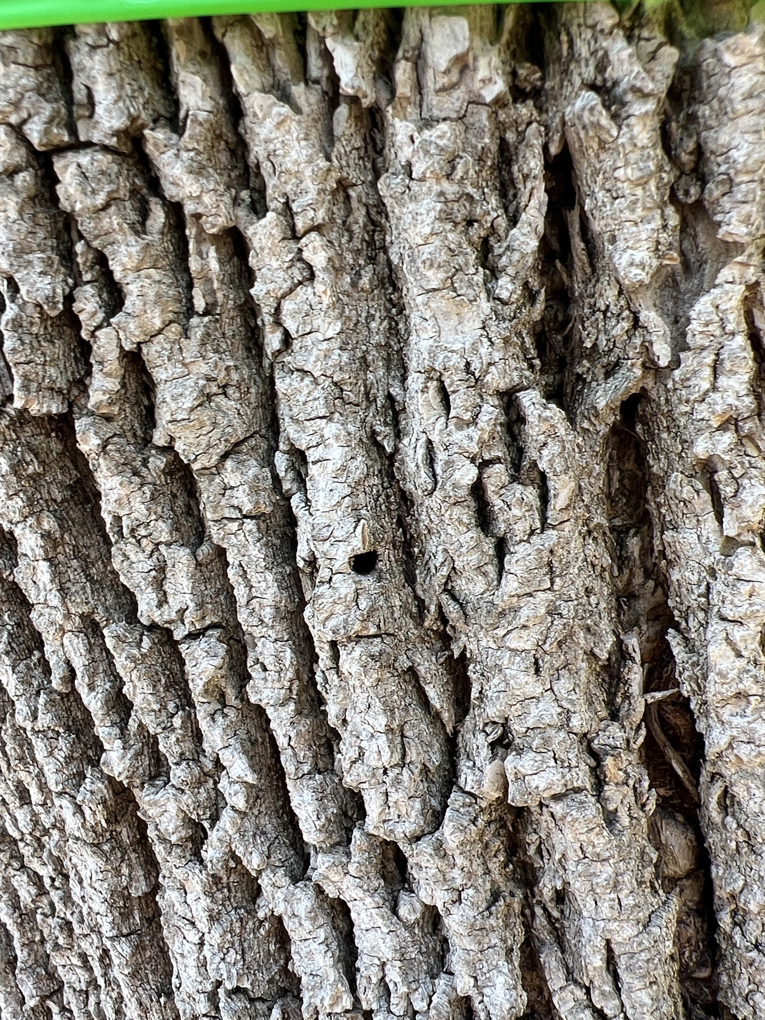 10 Signs Your Trees Needs an Assessment - Tree Care Trimming Removal ...