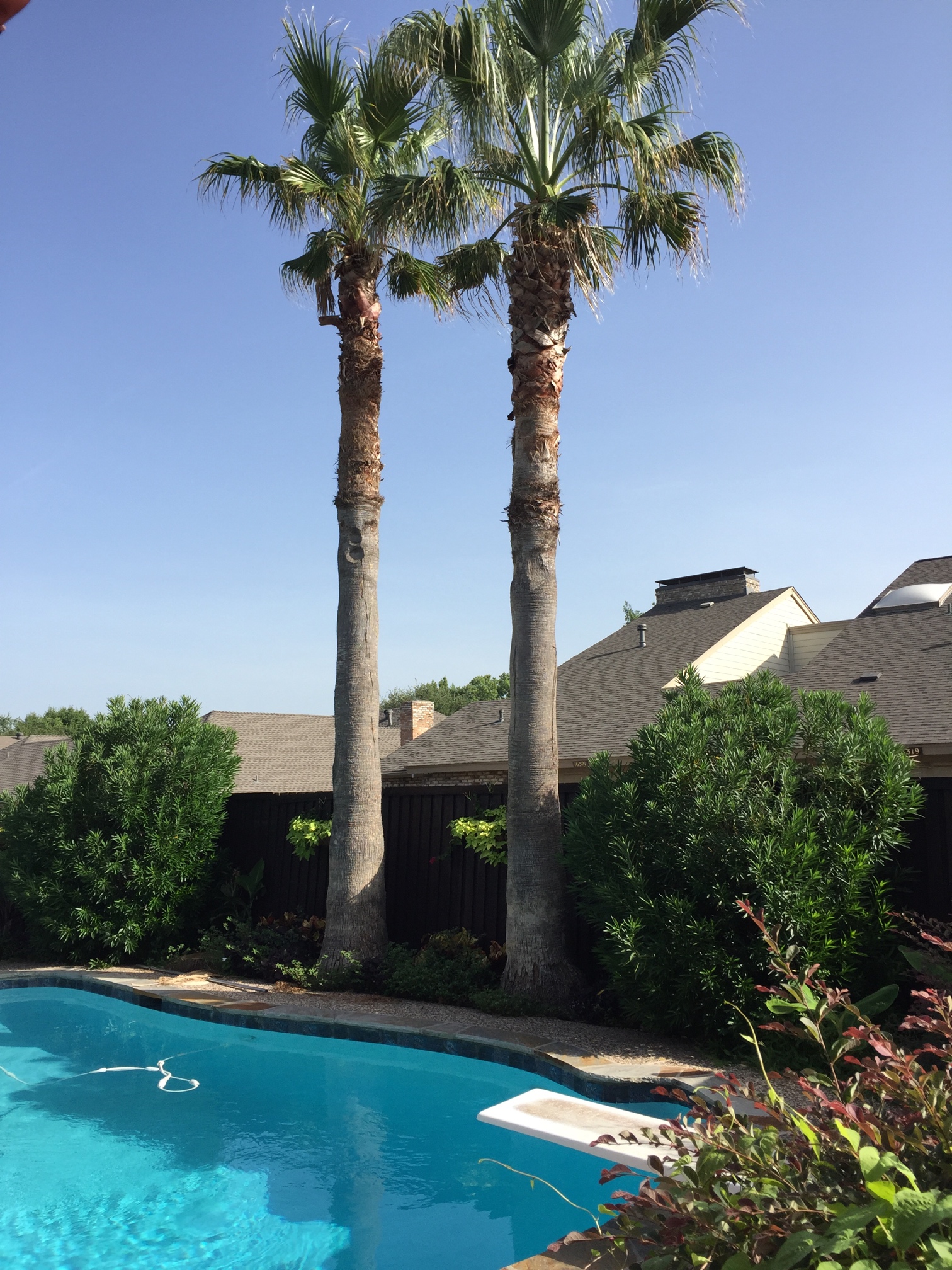 Top 10 Worst Trees for North Texas - Tree Care Trimming Removal Service ...