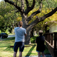 Expert Tips From Certified Arborists for the Best Time to Prune Oak ...