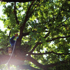 Know Your Oaks: Facts and Guides - Tree Care Trimming Removal Service ...