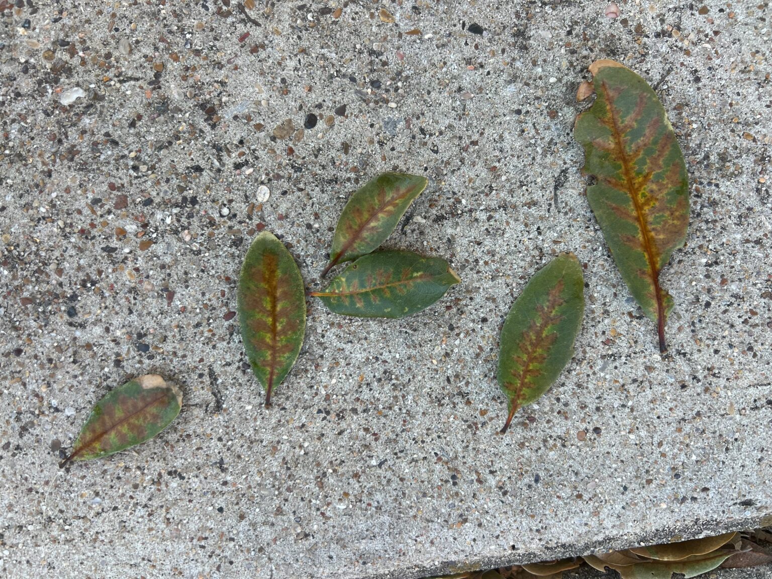 Expert Tips From Certified Arborists for the Best Time to Prune Oak ...