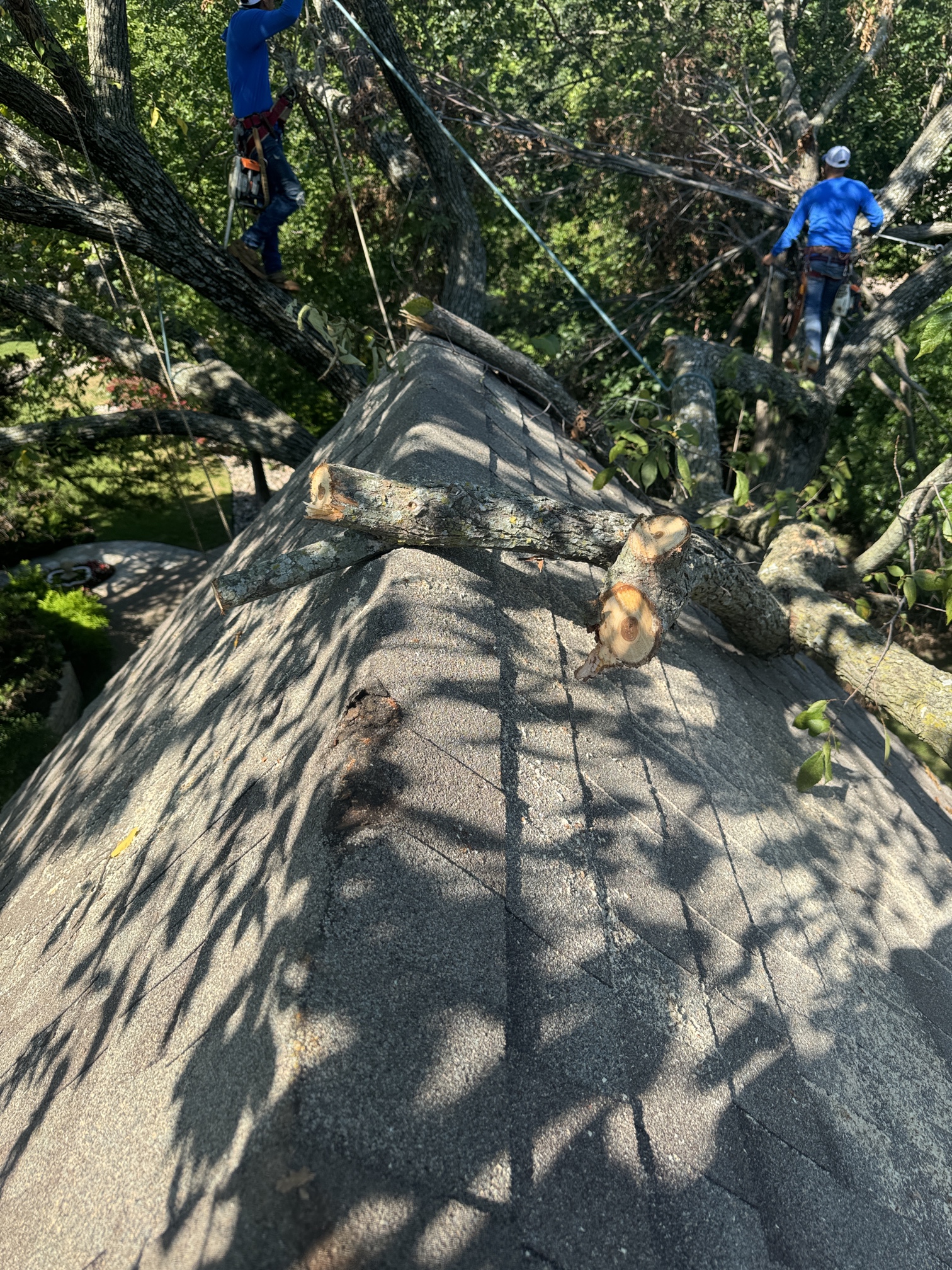 Hail Damage and Trees - Tree Care Trimming Removal Service Dallas Texas ...