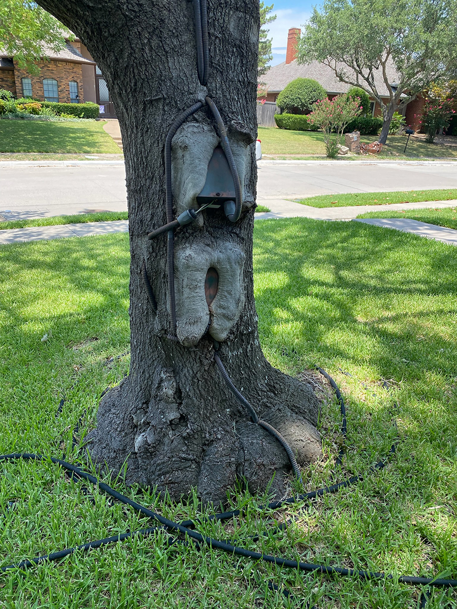 10 Signs Your Trees Needs an Assessment - Tree Care Trimming Removal ...
