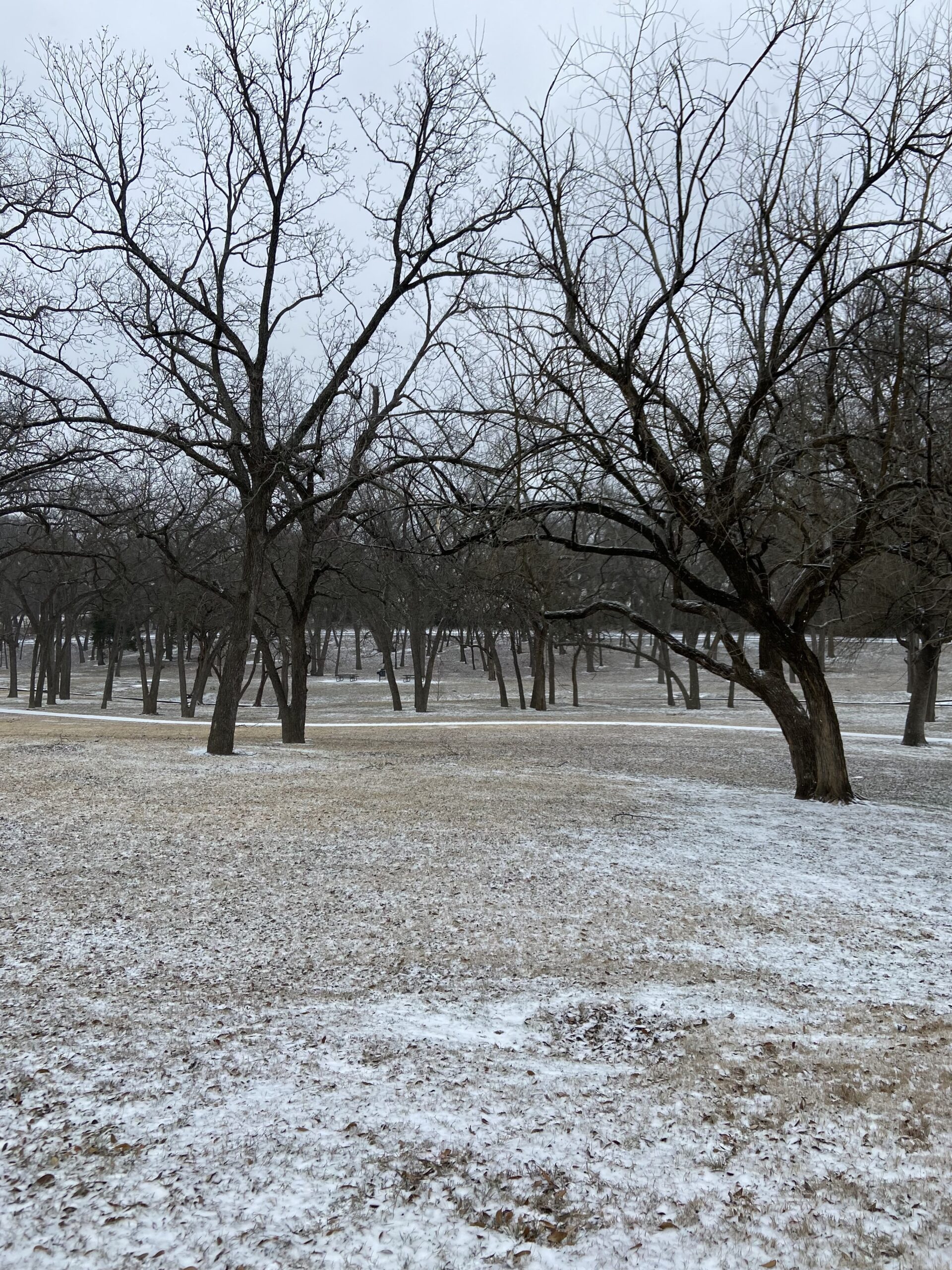 15 Facts About How Freezing Temperatures Can Affect Your Trees - Tree ...