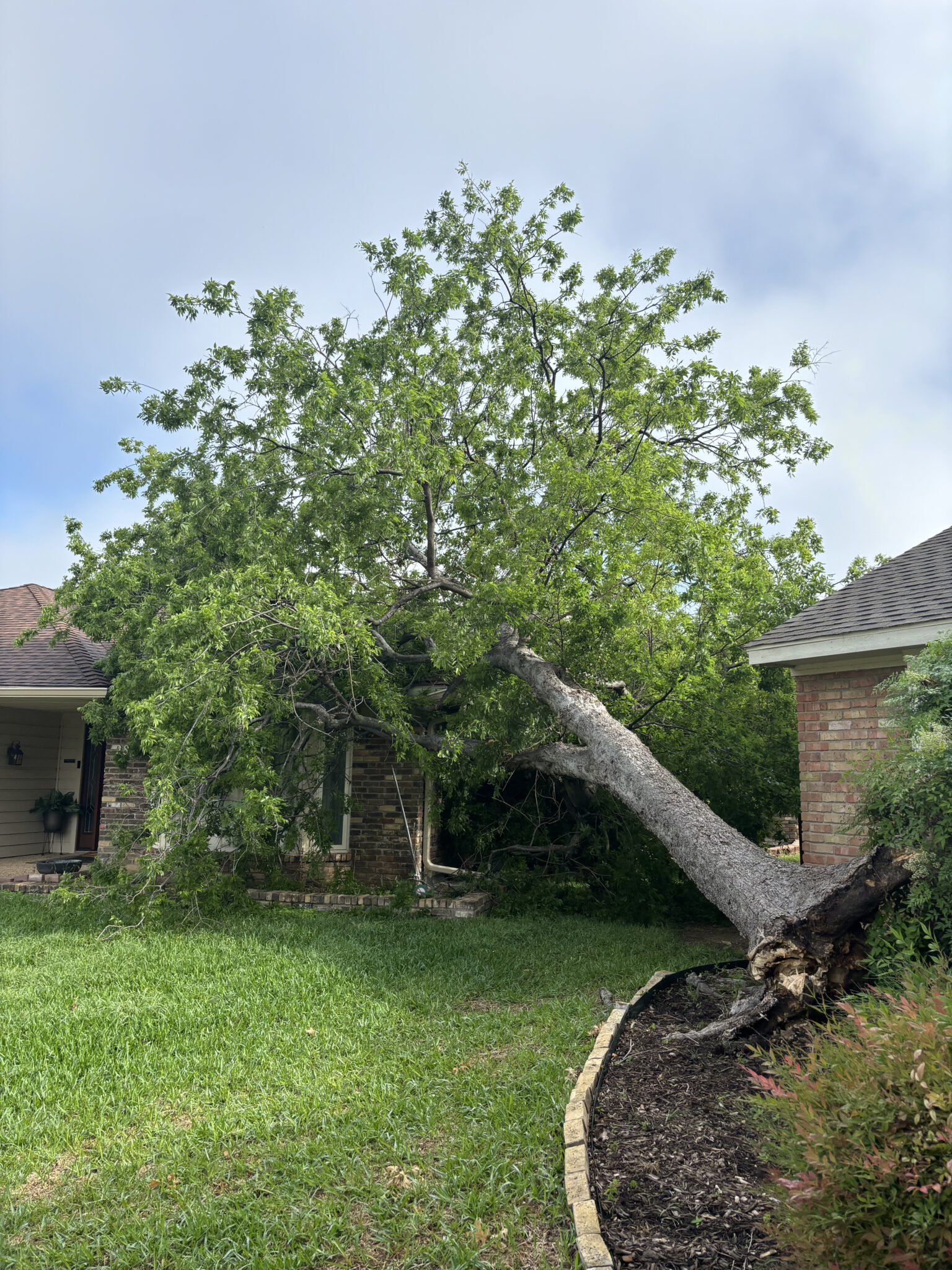 Kretzchmaria | Fungal Disease - Tree Care Trimming Removal Service ...