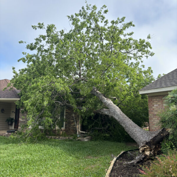 Trees Losing Leaves: Live Oak Troubles | Texas Tree Surgeons