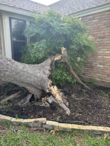 Kretzchmaria | Fungal Disease - Tree Care Trimming Removal Service ...