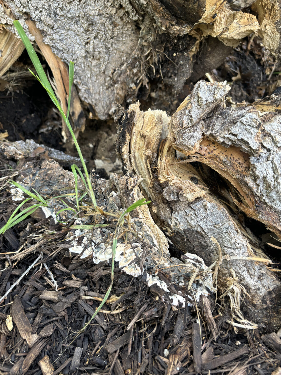 Kretzchmaria | Fungal Disease - Tree Care Trimming Removal Service ...