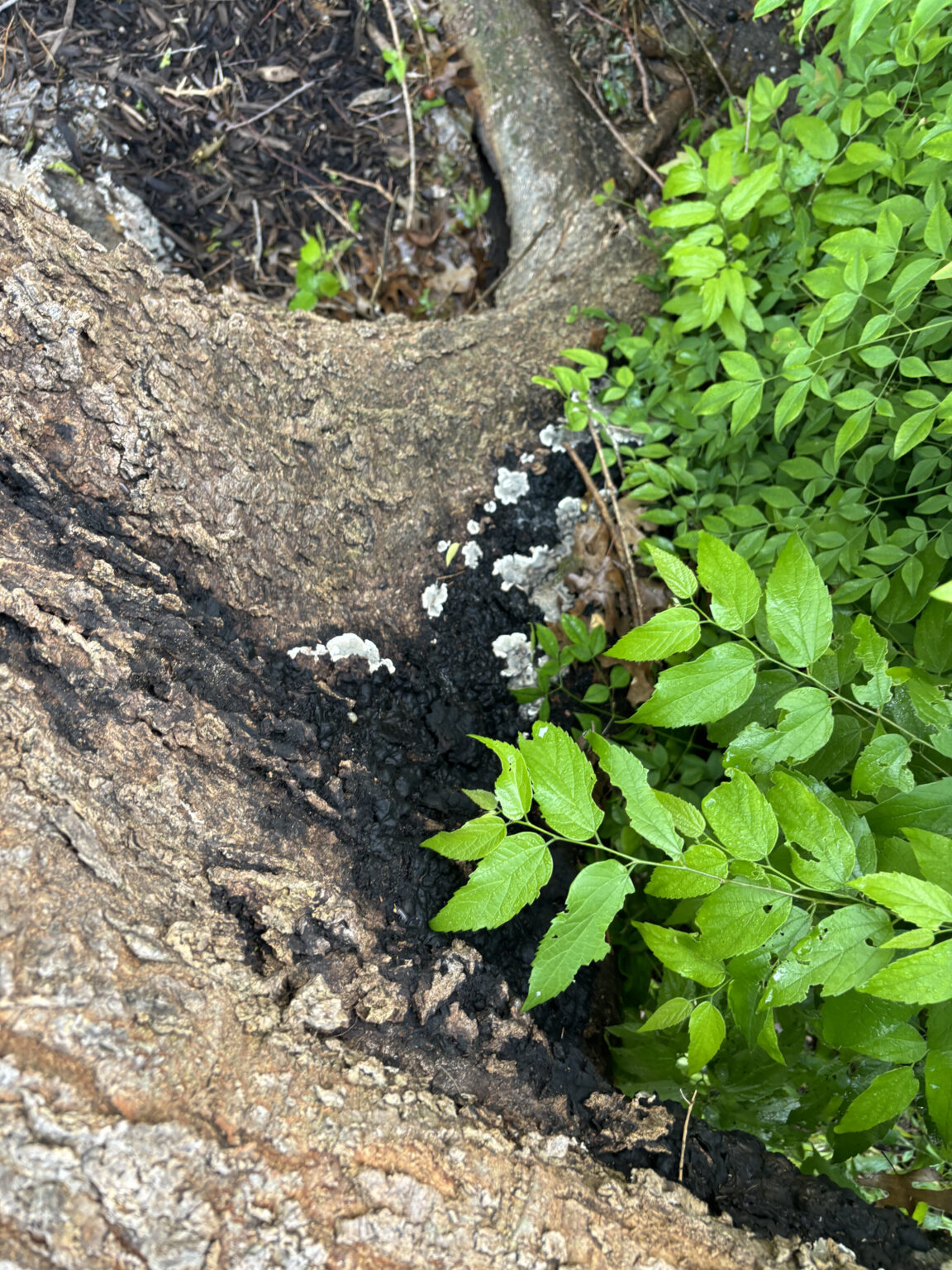 Kretzchmaria | Fungal Disease - Tree Care Trimming Removal Service ...