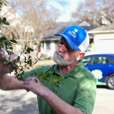 Red Tipped Photinia Care | Full Guide to Growing & Pruning