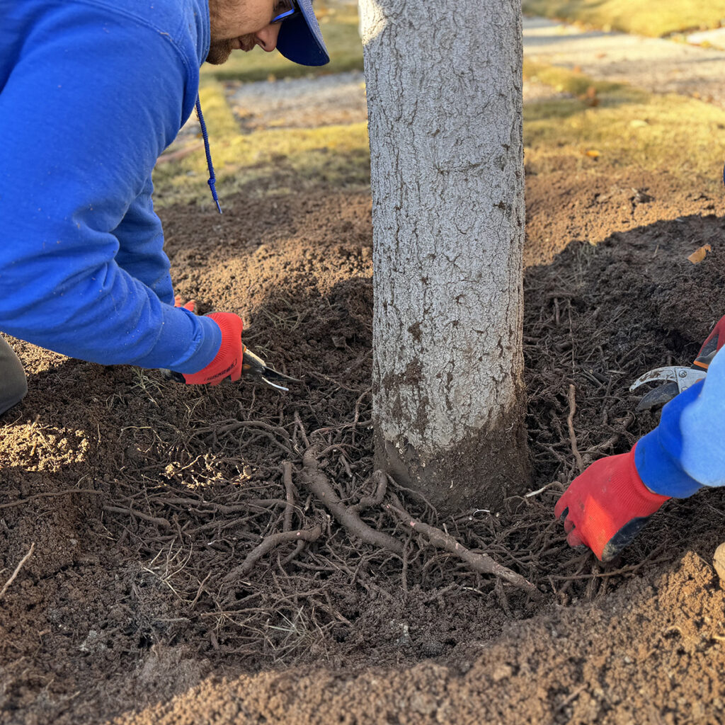 Expert Tips From Certified Arborists for the Best Time to Prune Oak ...