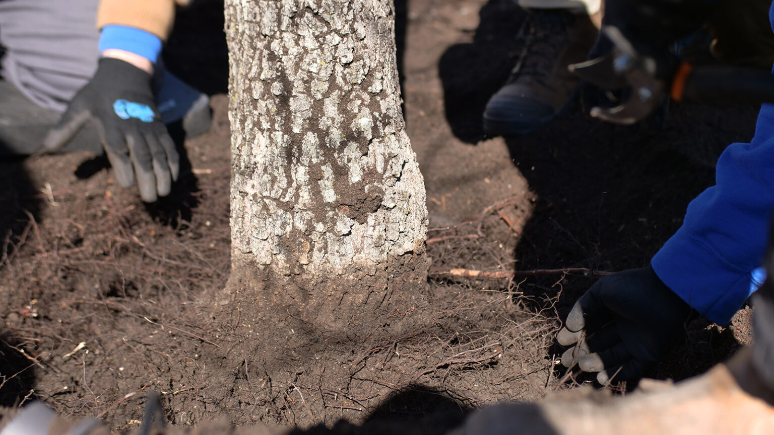 The Benefits of Air Spading for Tree Care in North Texas - Tree Care ...