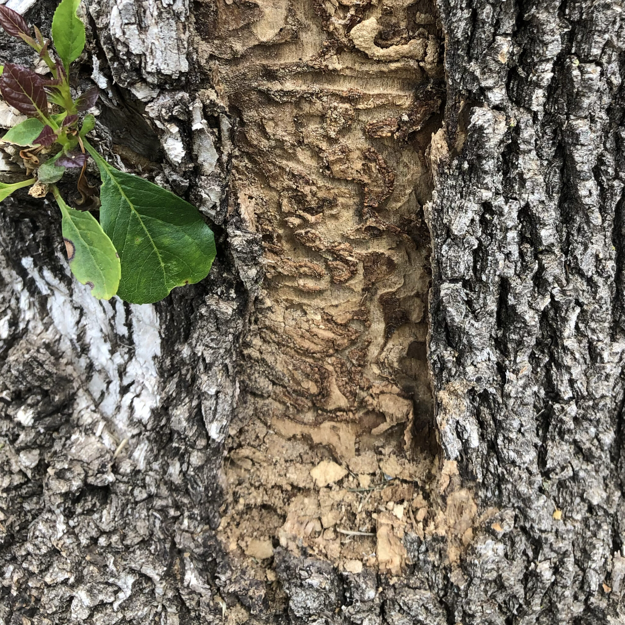 Emerald Ash Borer (EAB): What Communities Need to Know and Do Now ...
