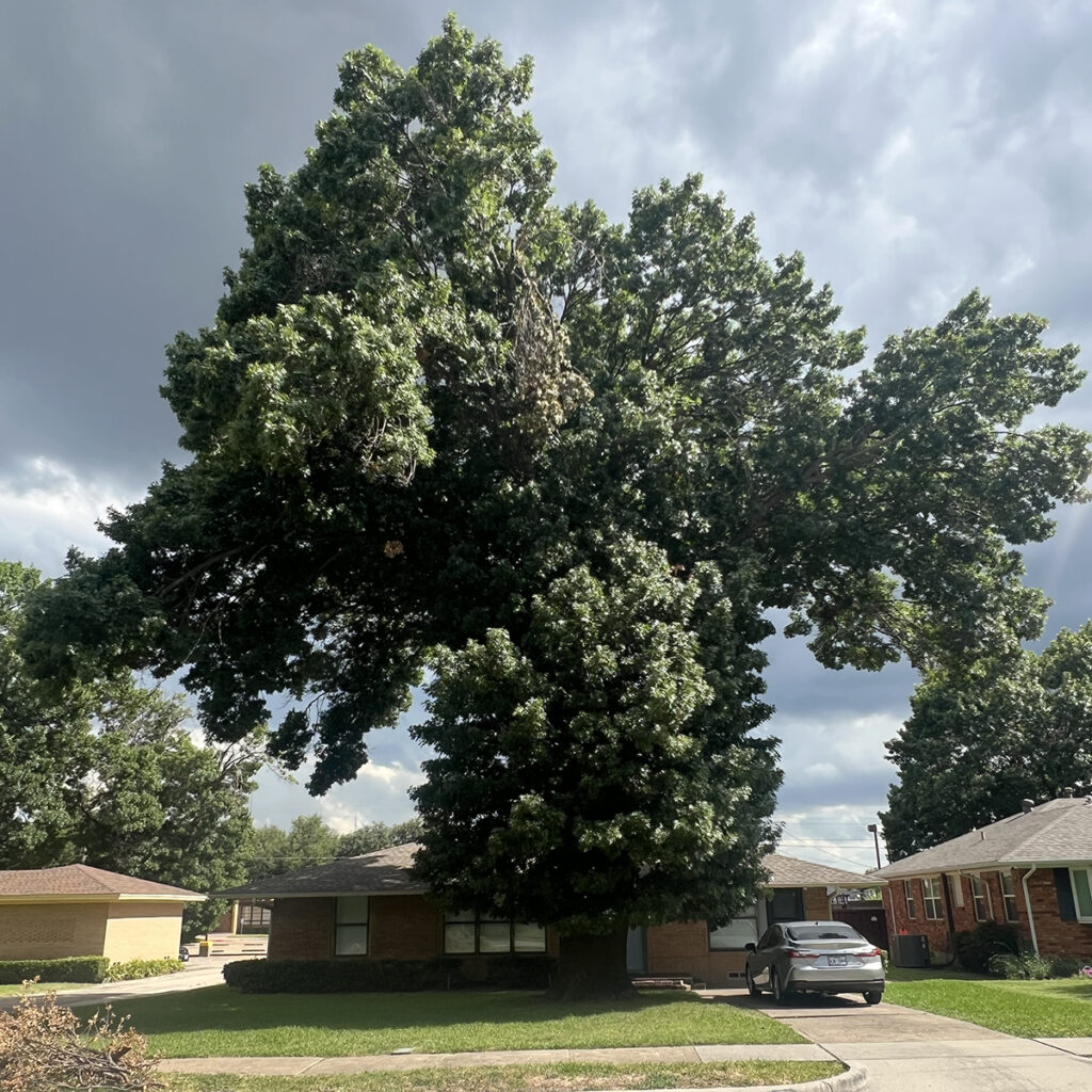 How Does Summer Weather Affect Oak Tree Health in Dallas-Fort Worth ...