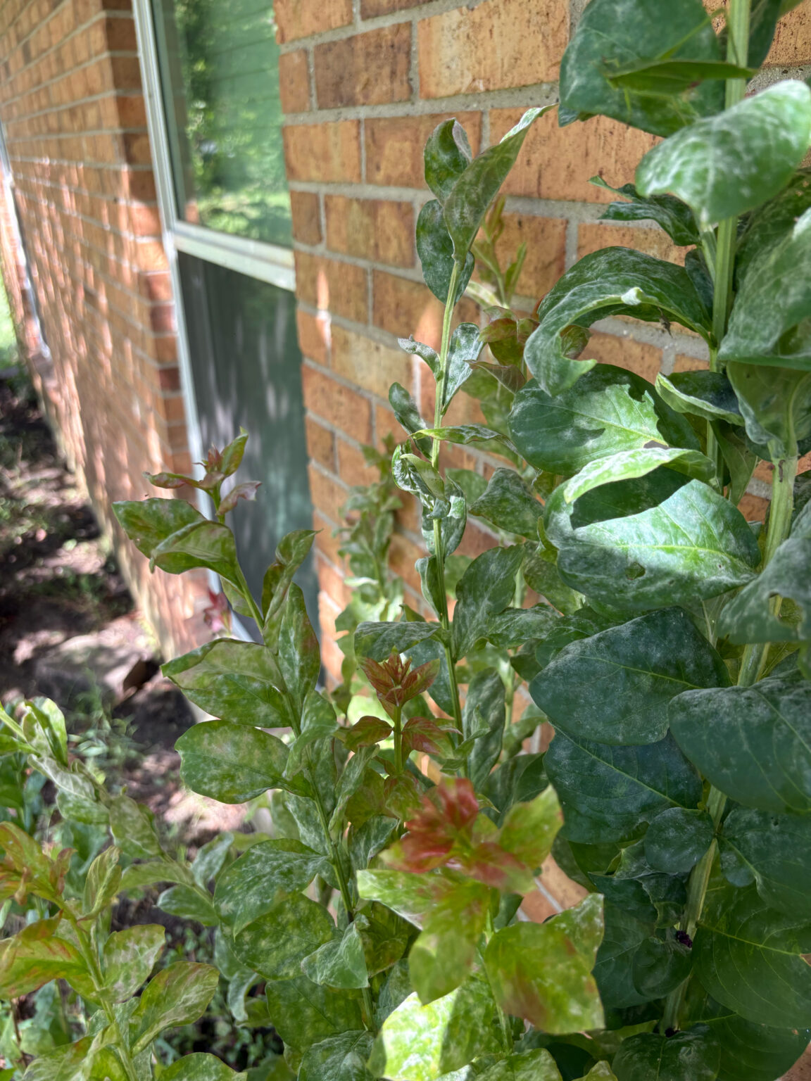 Crape Myrtle Care - Essential Tips for Healthy Growth