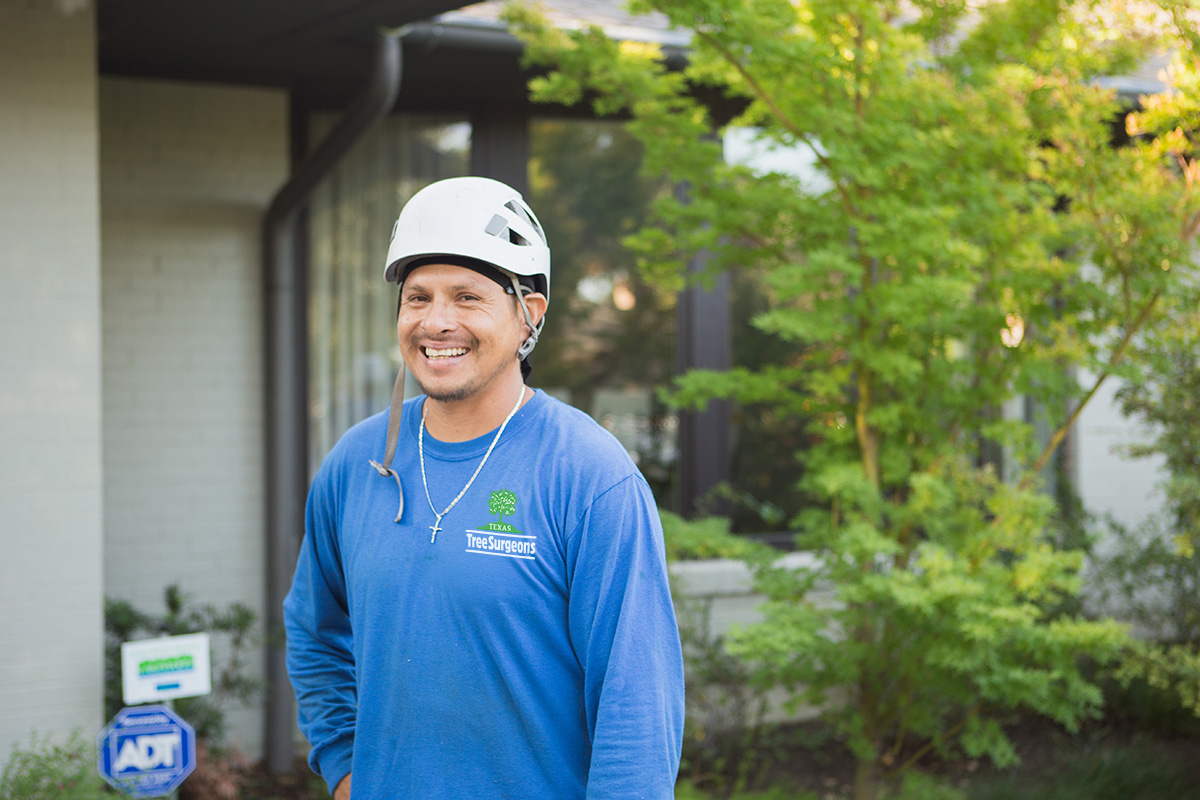 Keller - Tree Care Trimming Removal Service Dallas Texas Tree Surgeons
