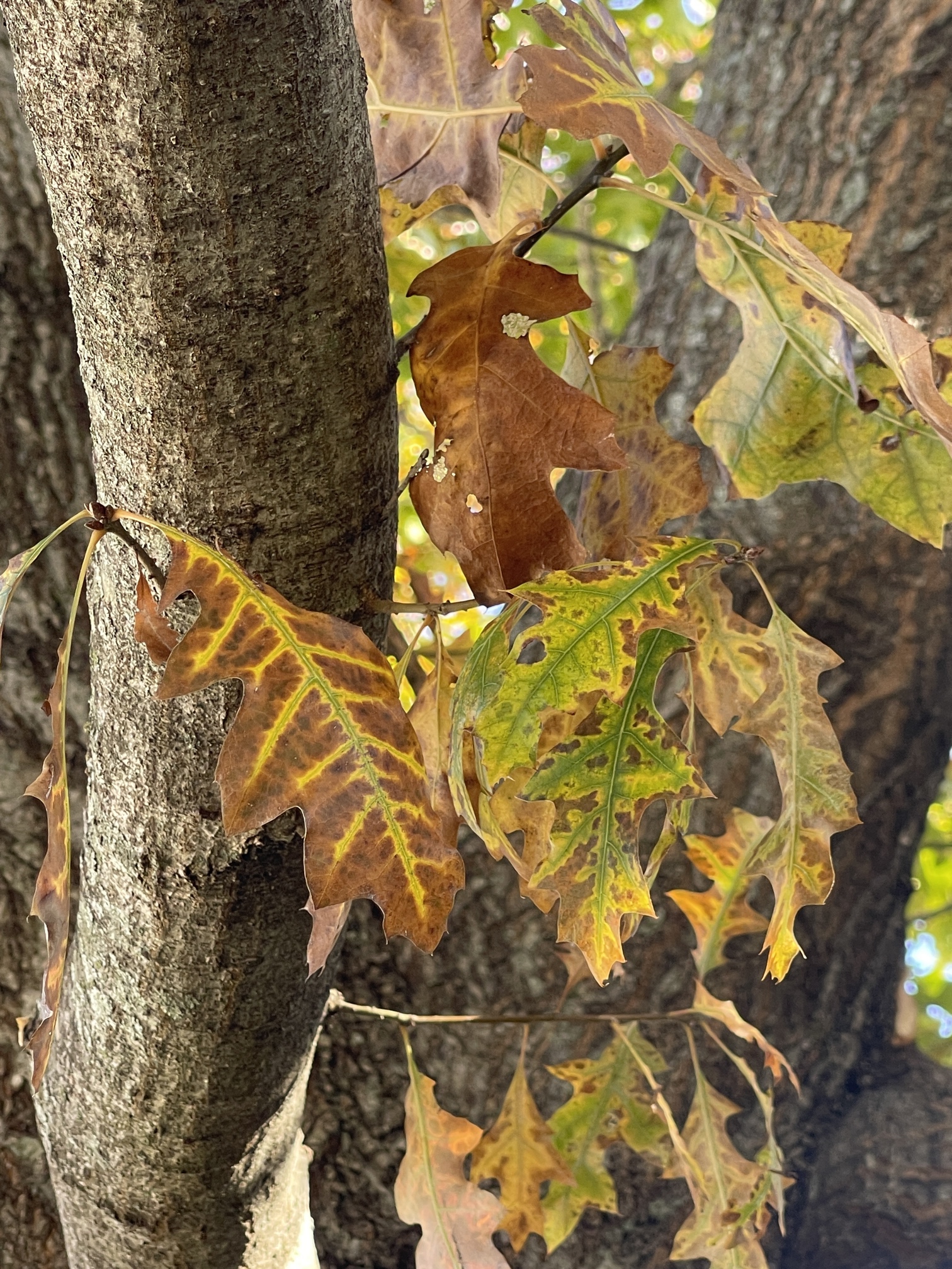 Bacterial Leaf Scorch - Tree Care Trimming Removal Service Dallas Texas ...