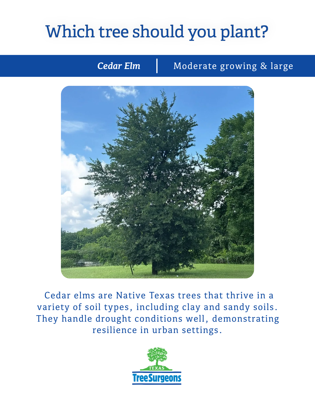 Which Tree Should You Plant? - Tree Care Trimming Removal Service ...