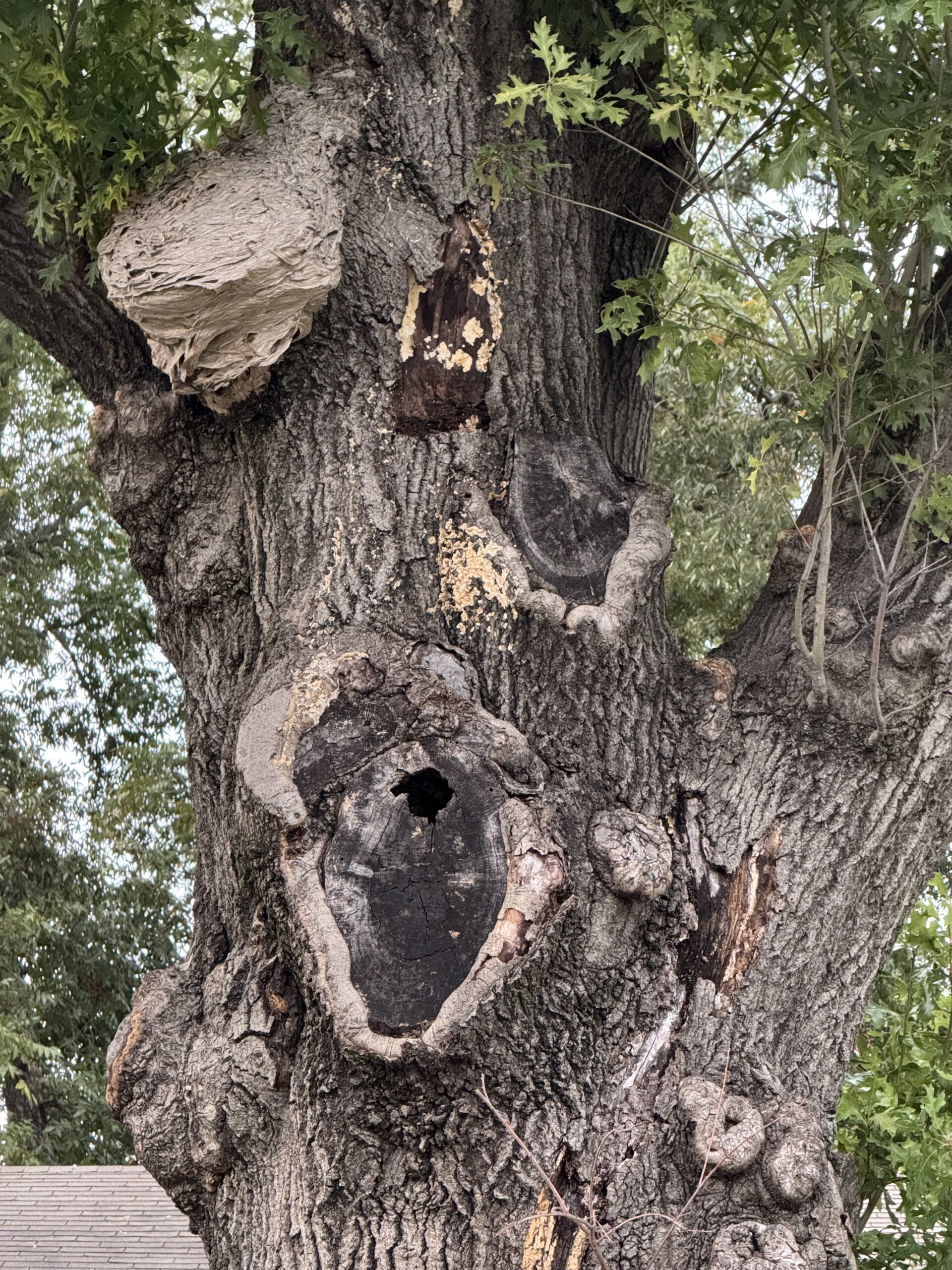 Avoid These Tree Care Mistakes for a Healthy Landscape - Tree Care ...
