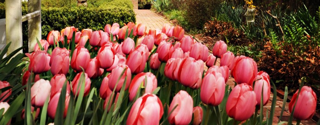 columbus-spring-pilgrimage-flowers - Columbus MS
