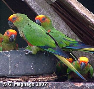 Foto jandaia-de-testa-vermelha (Aratinga auricapillus) Por Gustavo ...