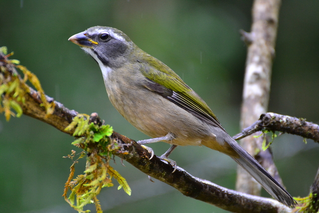 trinca-ferro (Saltator similis) | WikiAves - A Enciclopédia das Aves do ...