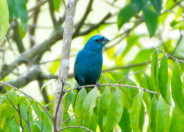 Foto azulinho (Cyanoloxia glaucocaerulea) Por Sonia Sanches | Wiki Aves ...