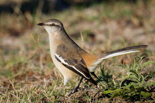 Foto calhandra-de-três-rabos (Mimus triurus) Por Cláudio Dias Timm ...