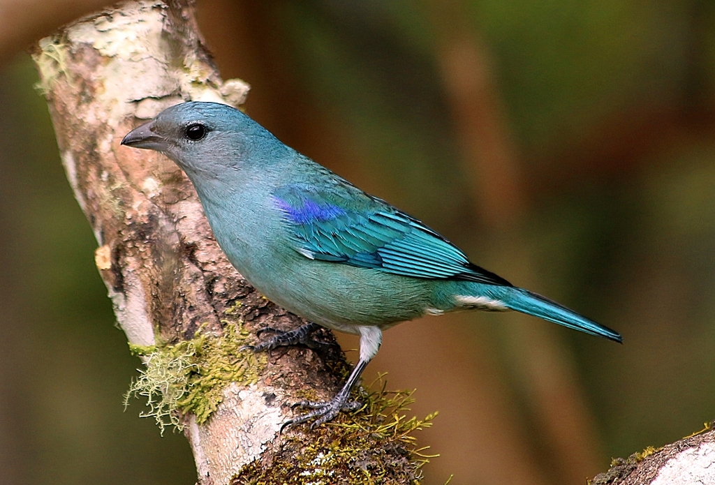 Foto sanhaço-de-encontro-azul (Thraupis cyanoptera) Por Leonardo ...