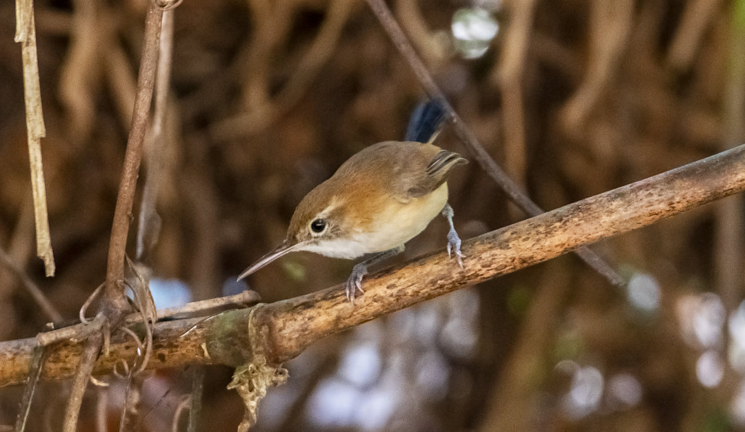 Foto chirito (Ramphocaenus melanurus) Por Ivaldo S. Silveira | Wiki ...