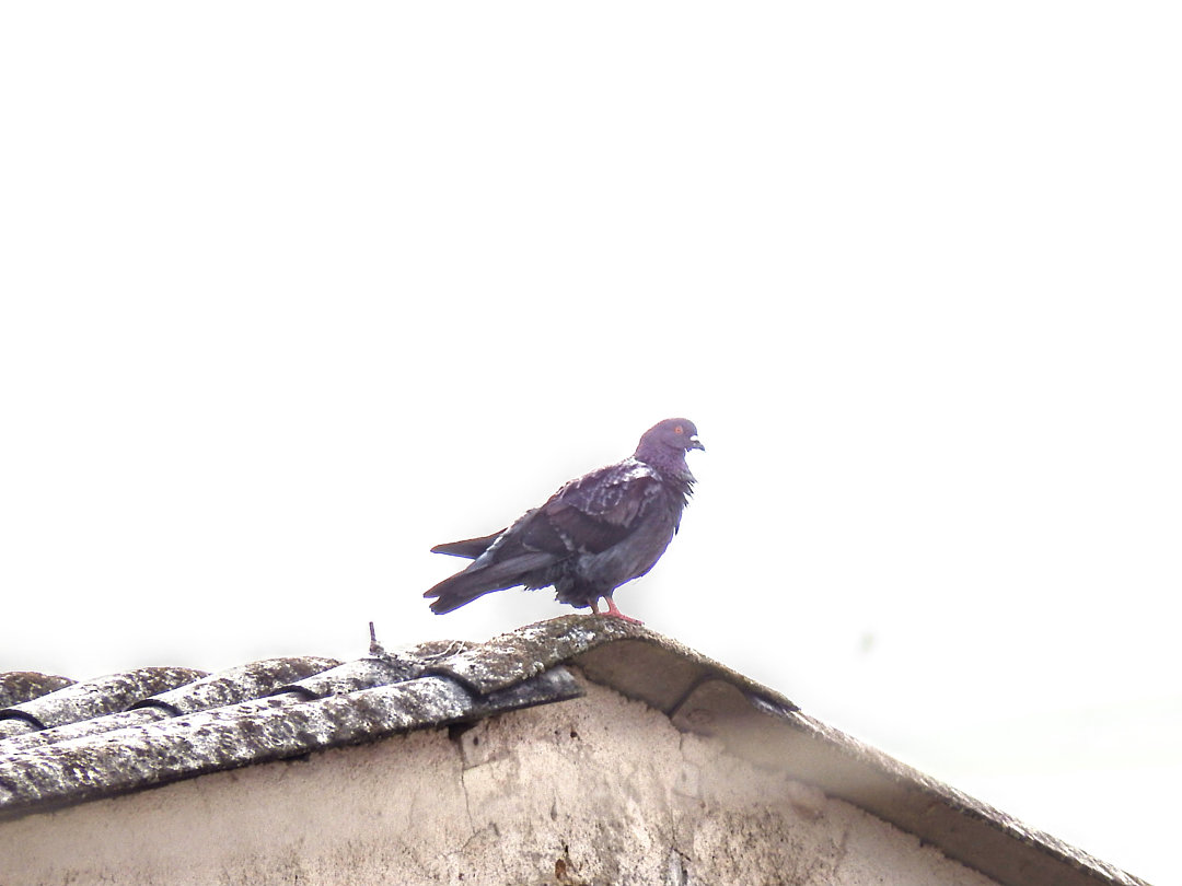 Foto pombo-doméstico (Columba livia) Por David Jean | Wiki Aves - A ...