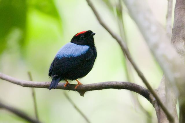 Foto tangará-príncipe (Chiroxiphia pareola) Por Arthur Grosset | Wiki ...