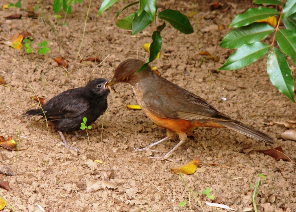 Foto chupim (Molothrus bonariensis) Por Dina Lúcia Lucas Bessa | Wiki ...
