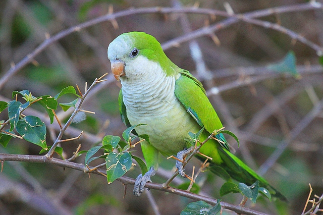 caturrita (Myiopsitta monachus) | WikiAves - A Enciclopédia das Aves do ...